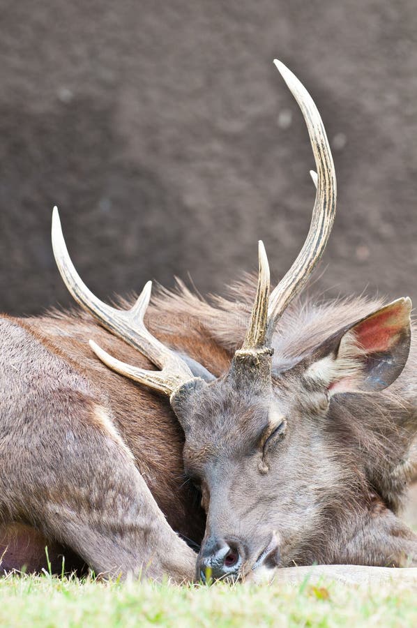 Deer sleeping stock image. Image of snow, spots, pyrenees - 36450049