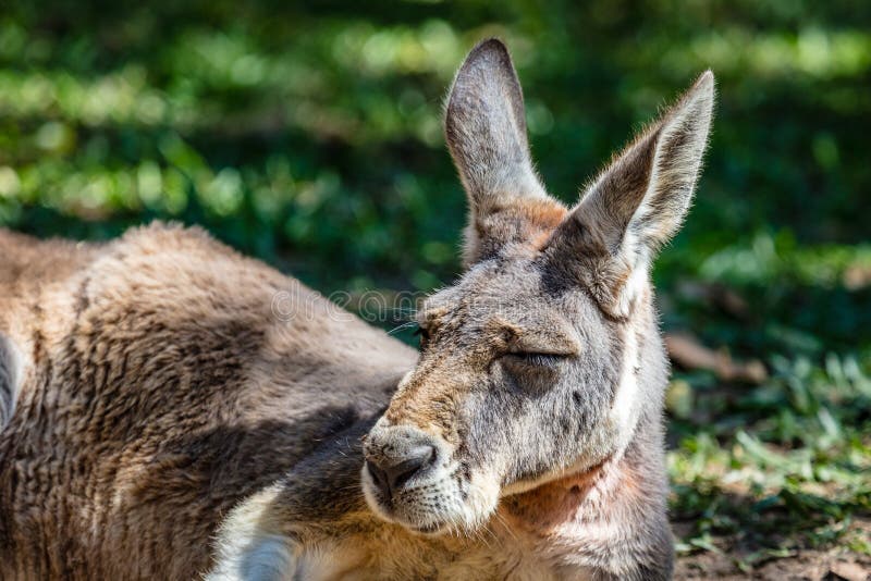 Sleeping Buck of Red Kangaroo, Queensland, Australia. Close-up. Stock ...