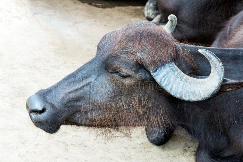Sleeping buffalo stock photo. Image of thai, asia, buffalo - 55488006