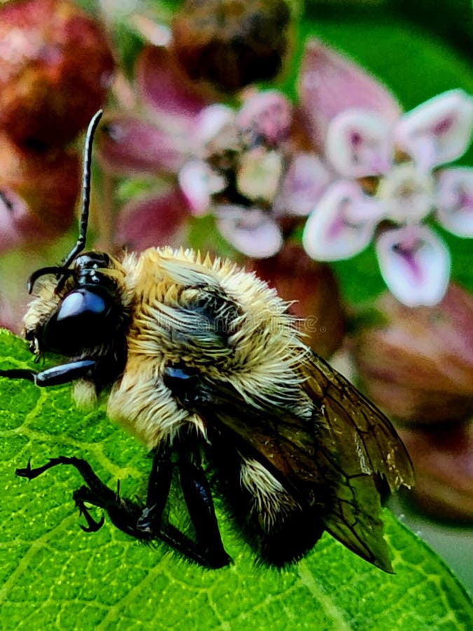 Sleeping Bumblebee Nature Art Abstract Bug Stock Photo - Image of ...