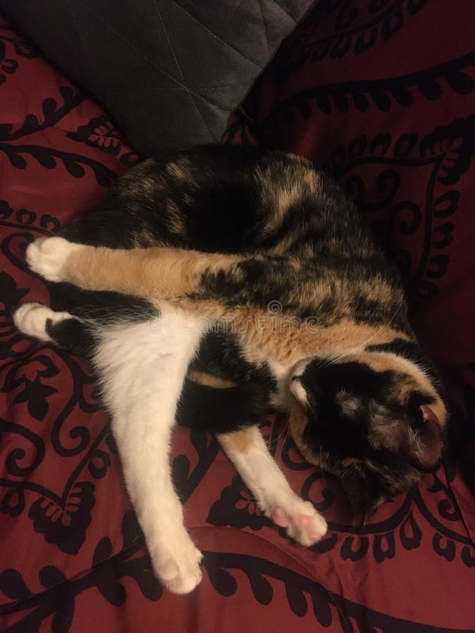 Sleeping calico cat stock image. Image of kitten, sleeping - 230141335