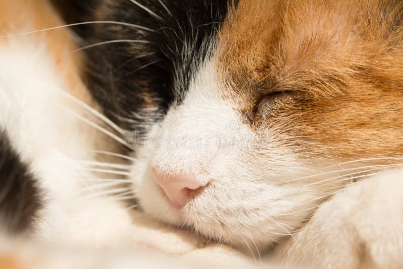Sleeping calico cat stock image. Image of sleeping, tortoiseshell ...