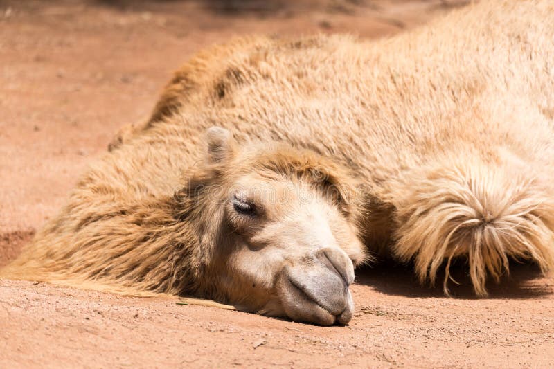 The sleeping camel stock photo. Image of beast, eyes - 69205308