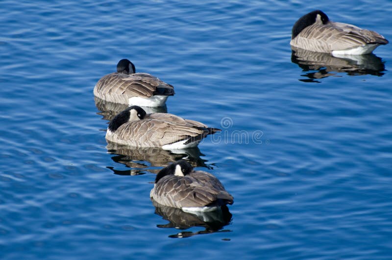 Sleeping Canada Geese stock photo. Image of bird, wildlife - 36707374