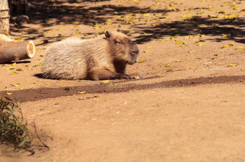 Capybara Relaxing In The Sun Stock Image - Image of enjoying, breed ...