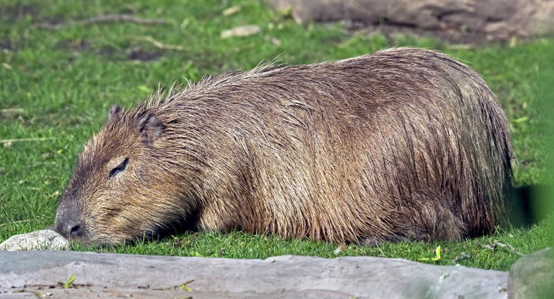 Sleeping capybara 2 stock image. Image of portrait, capybara - 74096263
