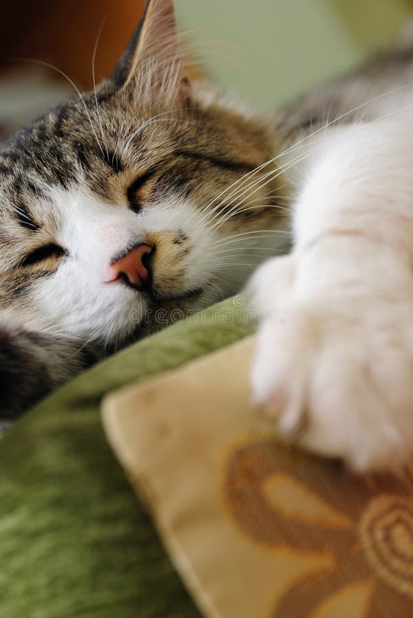 Sleeping cat stock photo. Image of asleep, adorable, embrace - 10344636