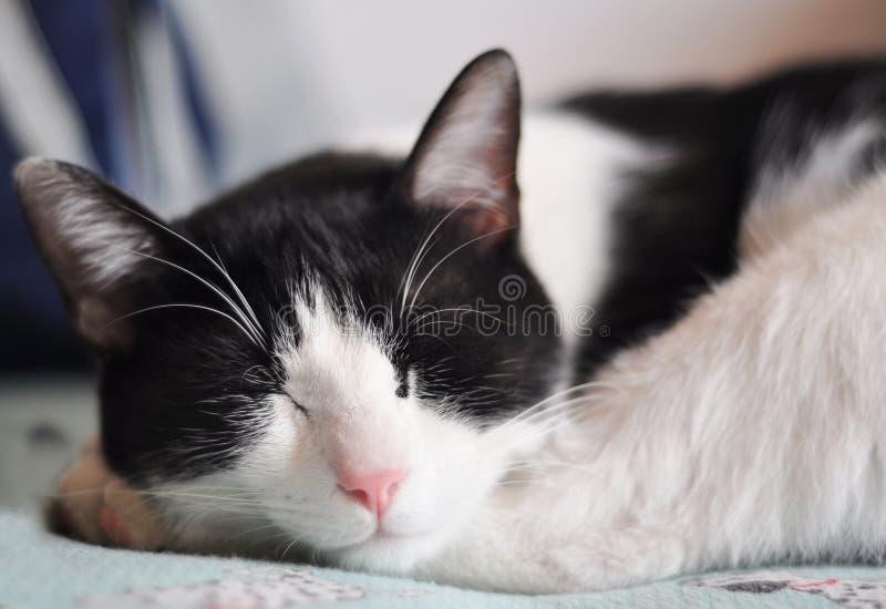 Sleeping cat stock photo. Image of european, mammal, detail - 14376282