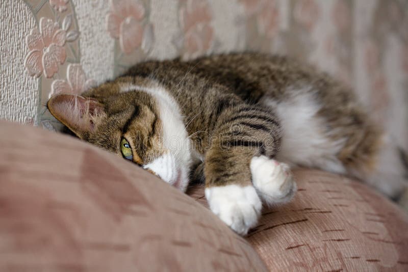 Sleeping cat stock image. Image of feline, sleeping, pets - 2775147