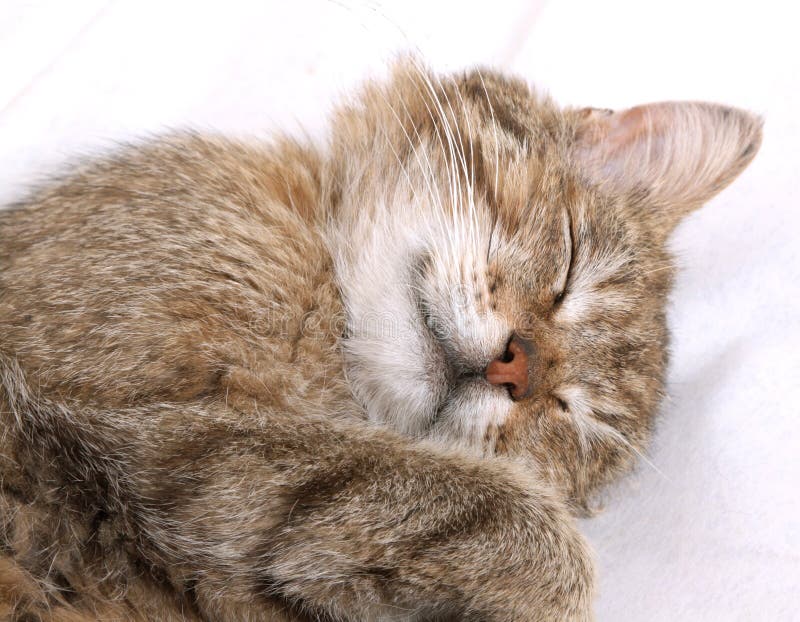 Sleeping Cat Picture. Image: 2926566