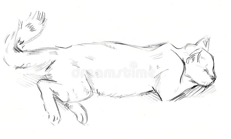 Sleeping cat stock illustration. Illustration of asleep - 85358741