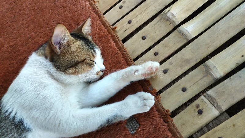 A Sleeping Cat in a Bamboo Hall Stock Image - Image of kitten, snout ...
