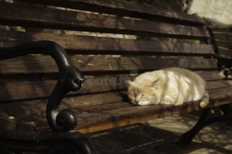 Sleeping cat on a bench stock image. Image of black - 214404783