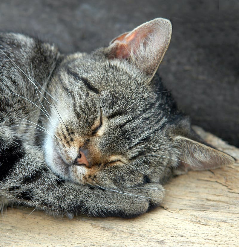 Viht Forepaw Stock Photos - Free & Royalty-Free Stock Photos from ...