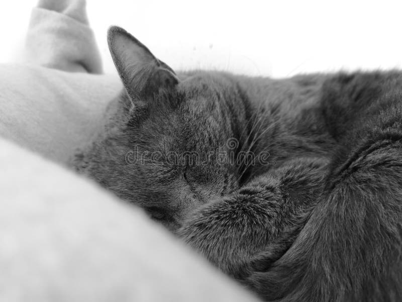 Sleeping cat stock photo. Image of dormant, chat, sleeping - 154255370