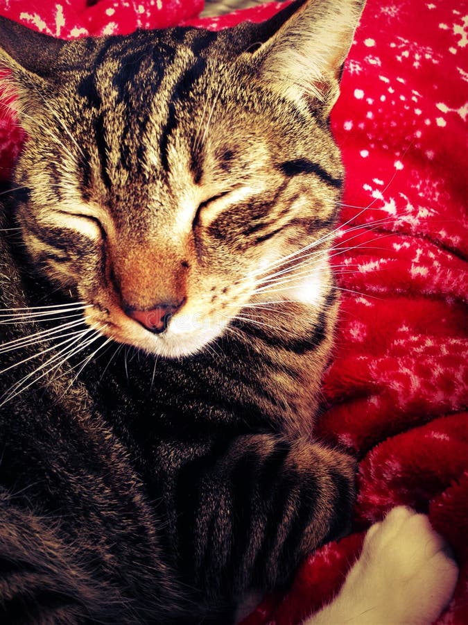 Sleeping cat stock image. Image of comfy, sleeping, cute - 42861241