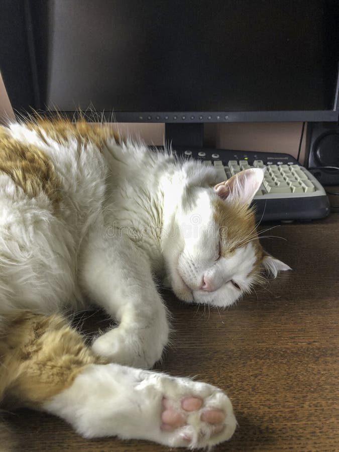 Sleeping Cat on a Computer Desk Stock Image - Image of keyboard, sleep ...