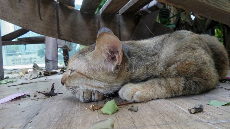 Sleeping cat stock image. Image of sleeping, summer, time - 52659291