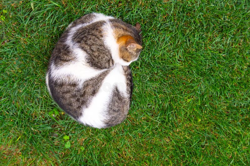 Sleeping Cat Curled Up in a Ball on the Grass Stock Image - Image of ...