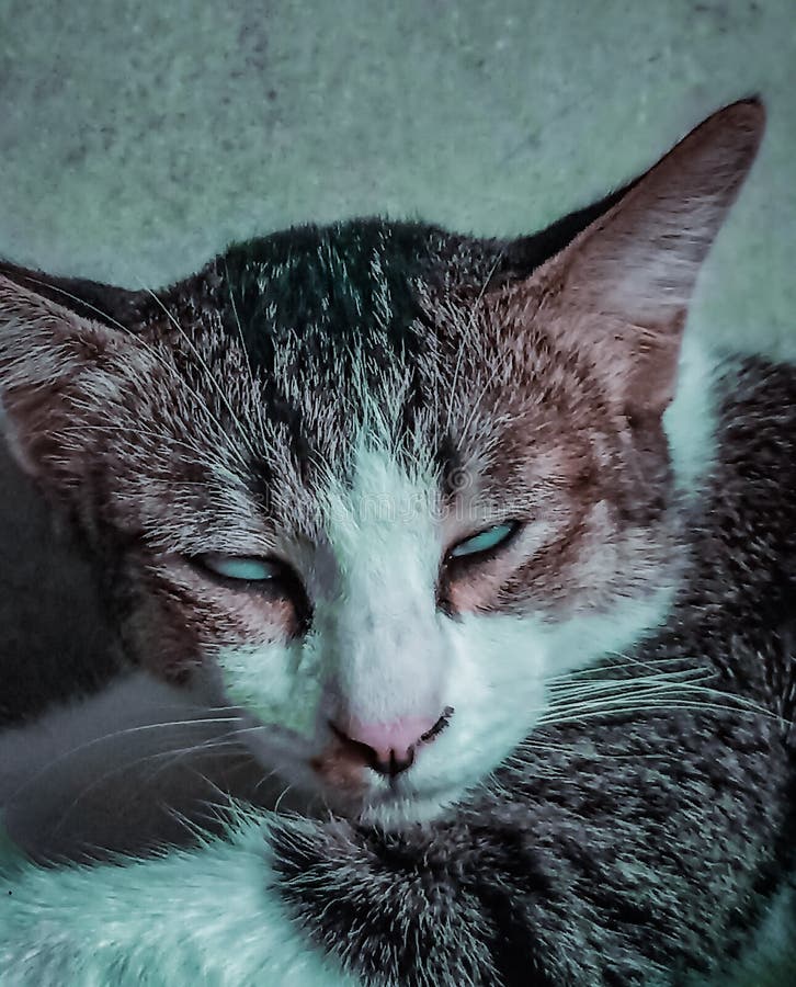 A Sleeping Cat with a Cute and Cool Face Stock Image - Image of ...