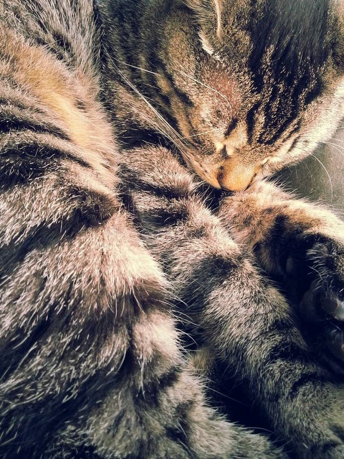 Sleeping cat stock photo. Image of animal, comfort, dream - 45179840