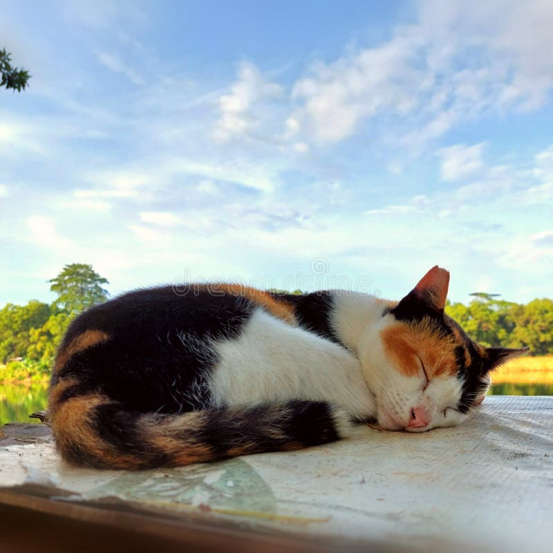 Sleeping cat on the divan stock image. Image of brown - 238925035