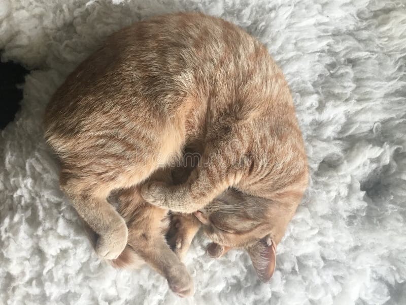 Cat on fur stock photo. Image of ease, ginger, sheep - 107925356