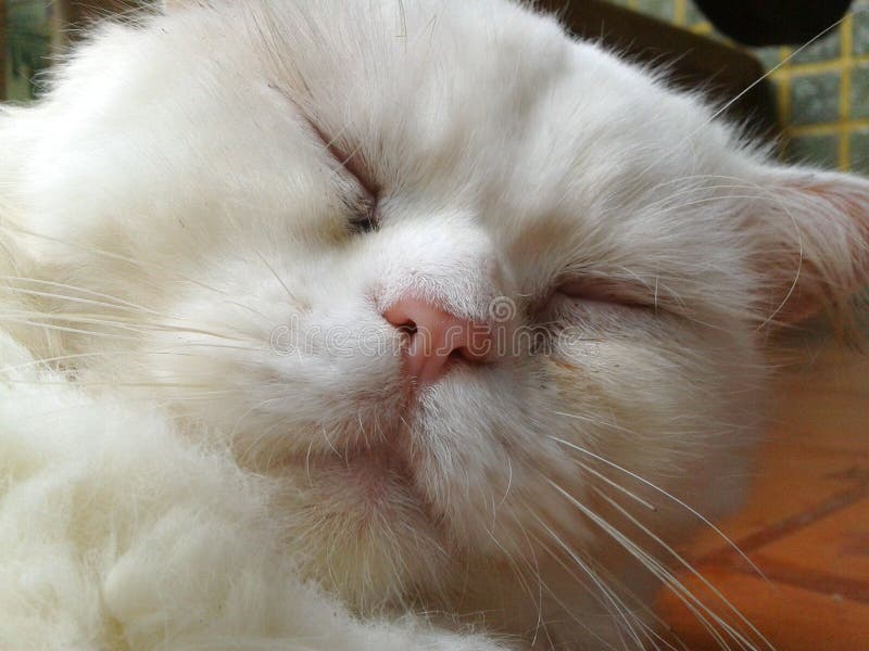 The face of a waking cat. stock image. Image of asia - 163595663