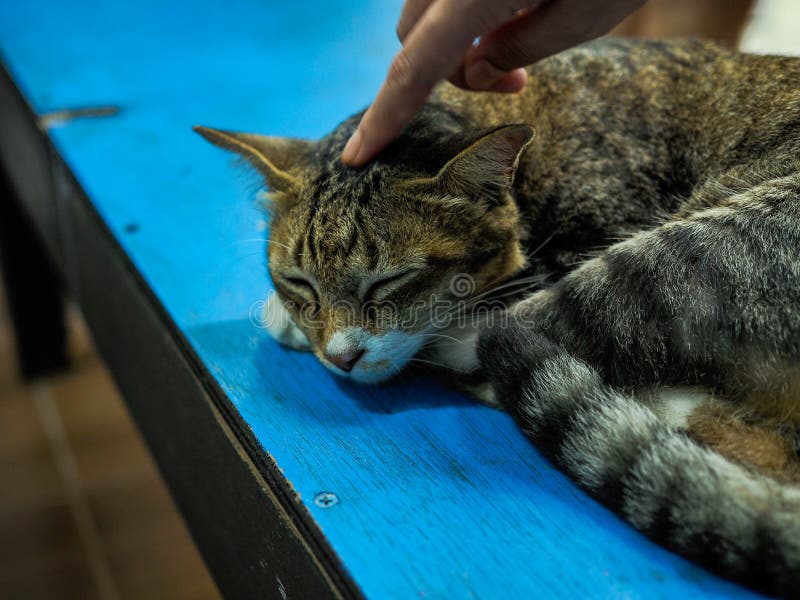 Sleeping cat stock image. Image of kitten, domestic, rest - 98084999