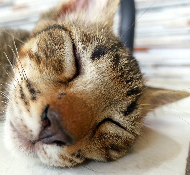 Sleeping Cat Face Shot Closer Stock Photo - Image of asian, indonesia ...