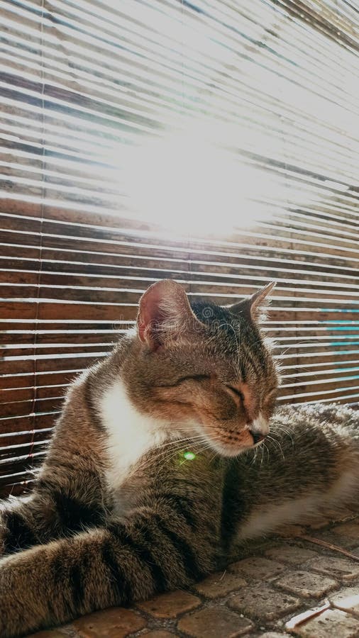 The Sleeping Cat Faces To the Right Under the Sun Stock Photo - Image ...