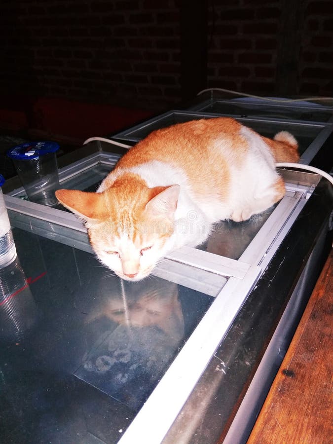 Sleeping Cat on the Freezer Stock Photo - Image of sleeping, freezer ...