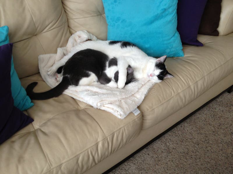 Sleeping cat friends stock photo. Image of friends, taking - 74118362