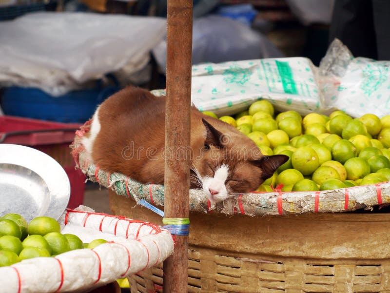 Sleeping Cat in Front of a Lemon Counter Stock Photo - Image of lemon ...