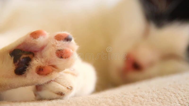 Sleeping Cat Getting Tickled in the Toes Stock Footage - Video of care ...