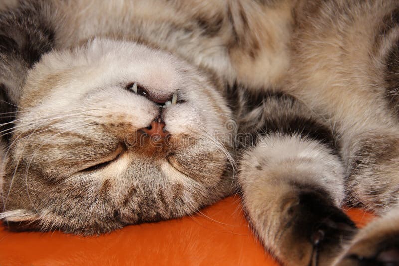 Sleeping Cat on His Back. Striped Friend. a Lop-eared Grey Cat with ...