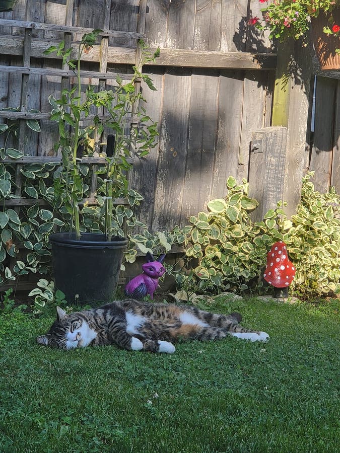 Sleeping Cat in a Hot Summer Day Stock Image - Image of grass ...