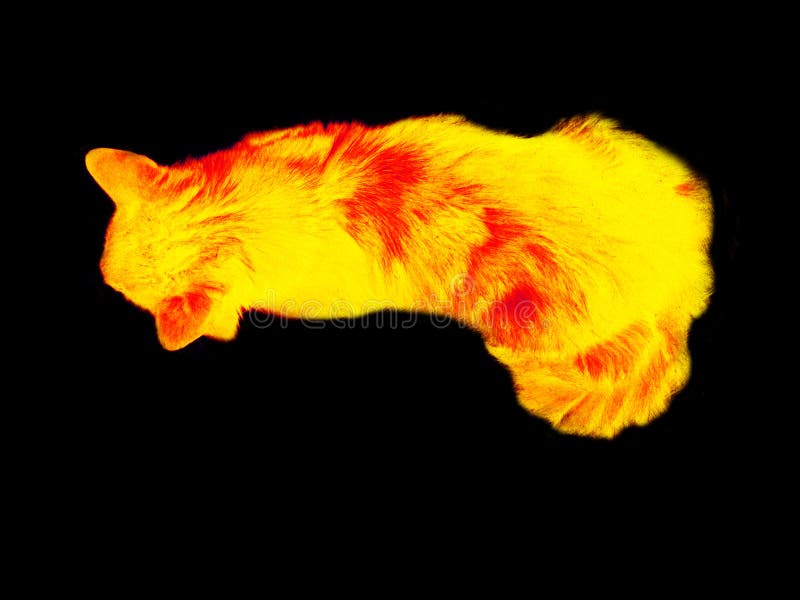 Infrared Cat Stock Photos - Free & Royalty-Free Stock Photos from ...