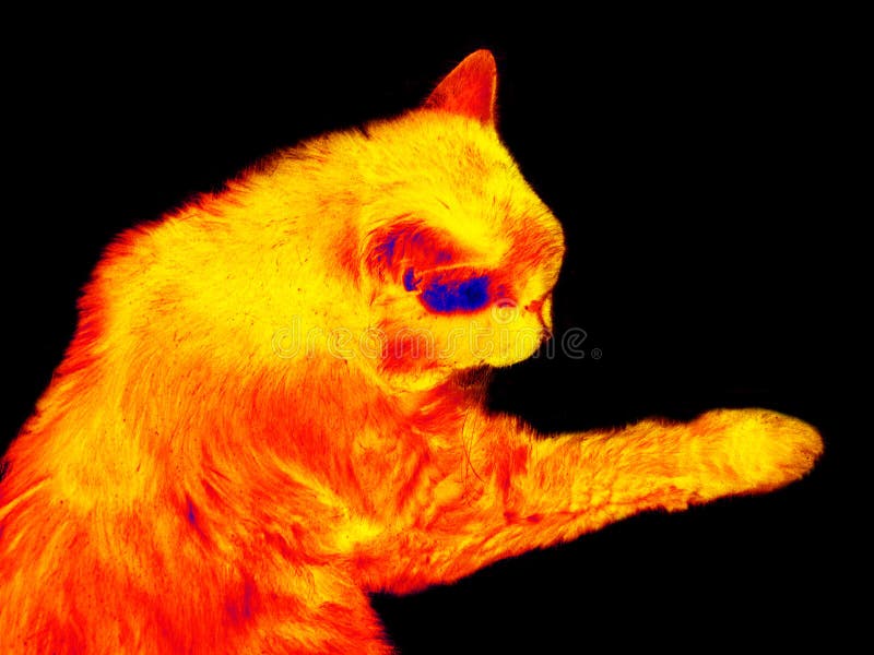 Infrared Cat Stock Photos - Free & Royalty-Free Stock Photos from ...