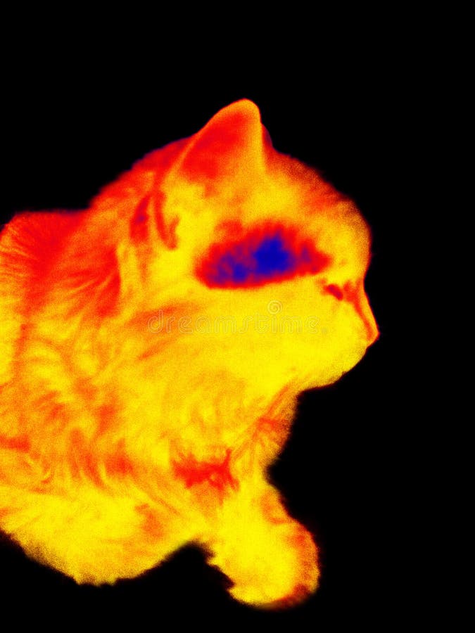 Infrared Cat Stock Photos - Free & Royalty-Free Stock Photos from ...