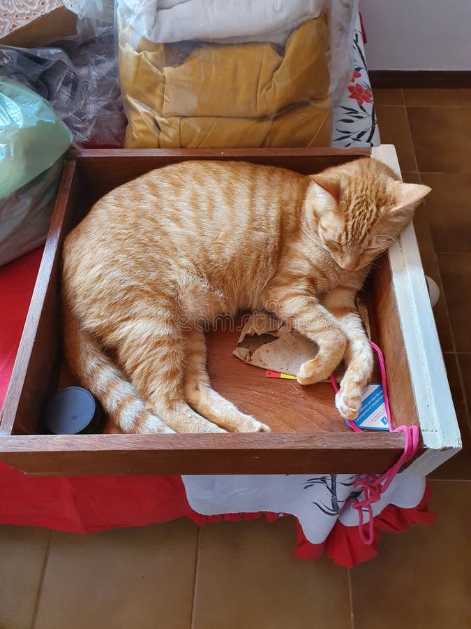 Sleeping cat inside closet stock image. Image of sleeping - 195105327