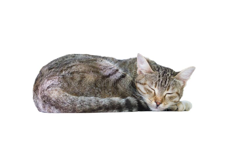Sleeping Cat stock photo. Image of young, resting, white - 34950356