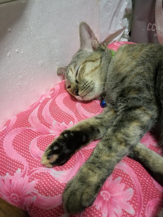 Sleeping stock photo. Image of sleeping, kitty, alone - 143867738
