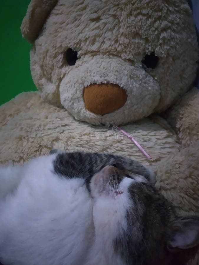 Sleeping Cat on the Lap of a Big Teddy Bear Stock Photo - Image of ...