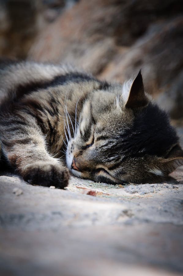 A sleeping cat stock image. Image of comfortable, looking - 46844057