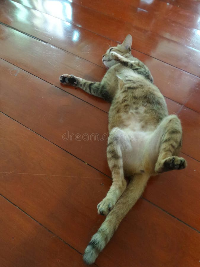 Sleeping Cat Lying with Four Leg Straight Iut Stock Image - Image of ...
