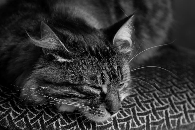 Cat Mainkun Stock Photos - Free & Royalty-Free Stock Photos from Dreamstime