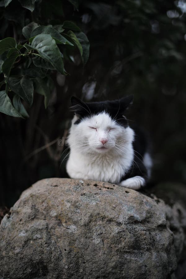 Mood of silence stock image. Image of wilderness, nature - 207680449