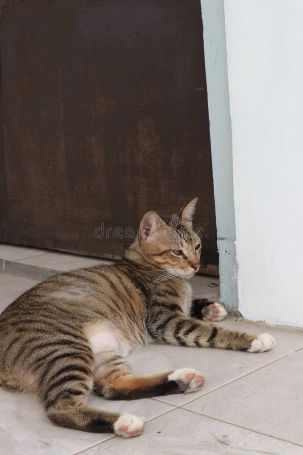 Sleeping Cat in the Morning on a Very Beautiful and Sunny Friday Stock ...