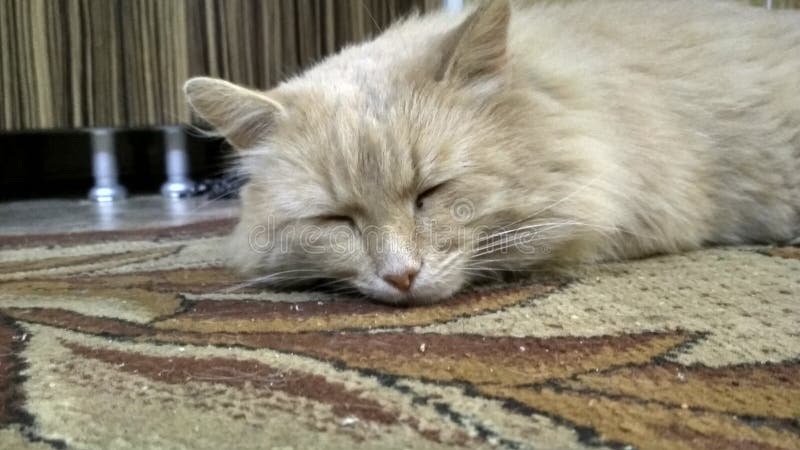 Sleeping cat stock image. Image of sleeping, beautiful - 104272511